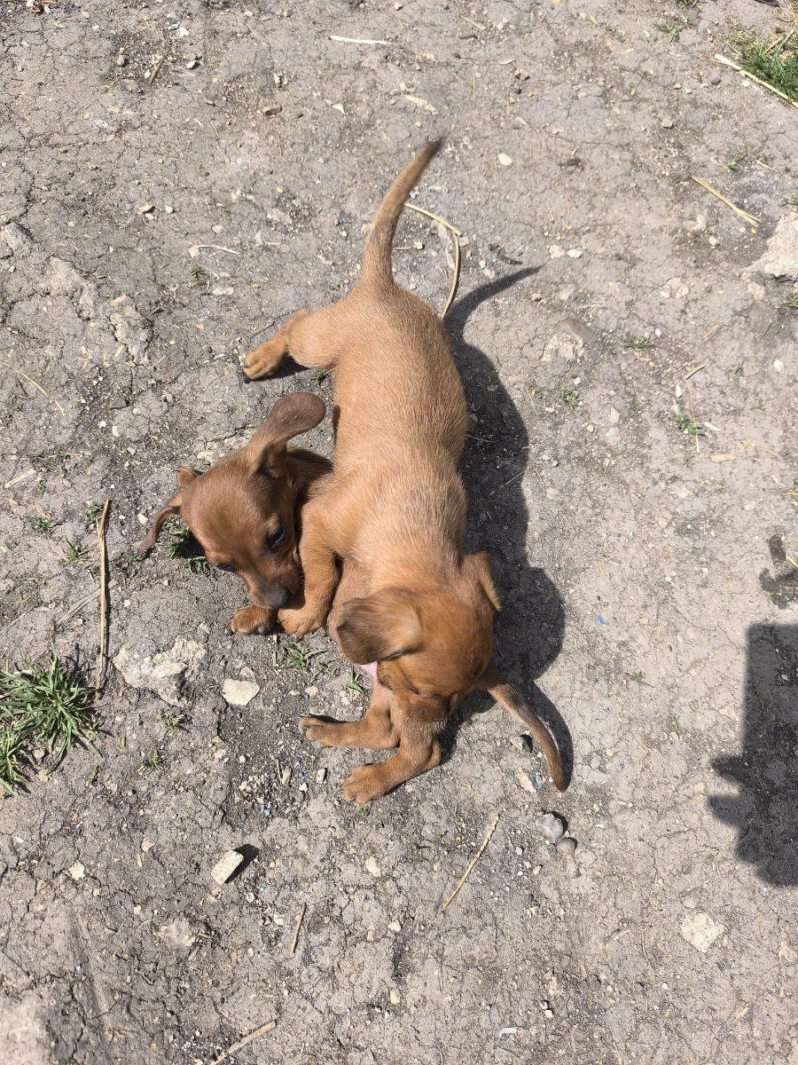 Vind catei de taxa cateii au o luna