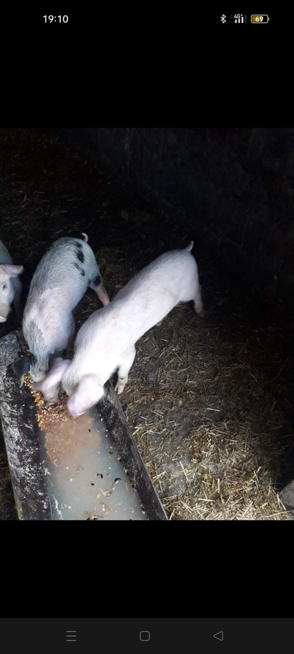 Vind purcelusi landras