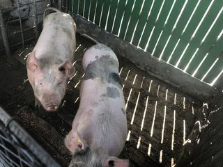 Purcei de 100 kg DONDUSENI