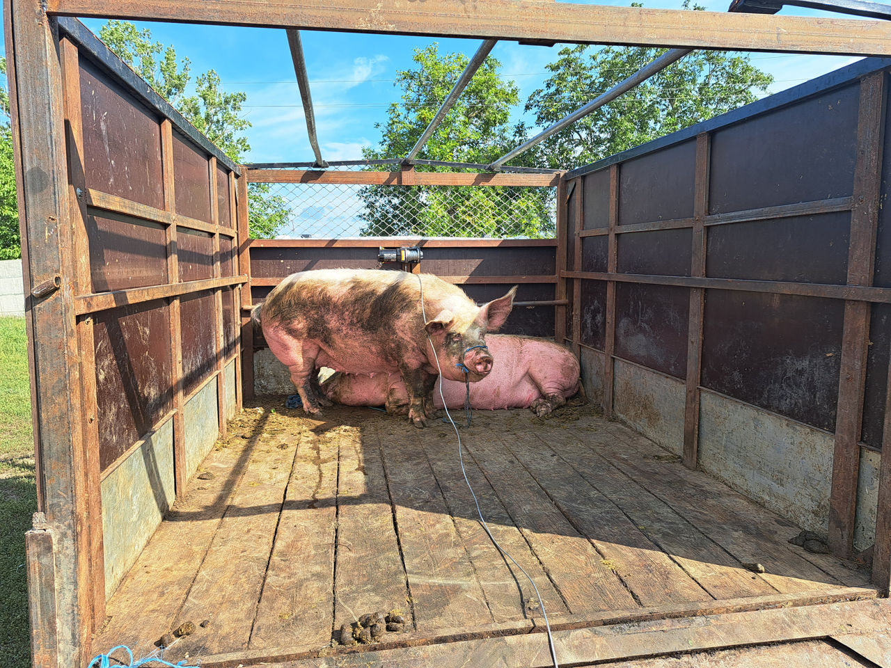 Cumpăr porci scroafe