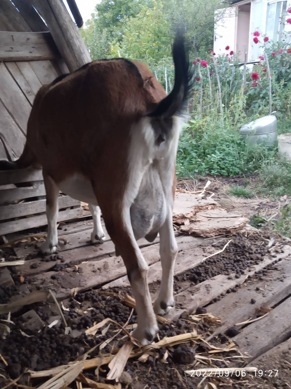 Vând capre bune de lapte