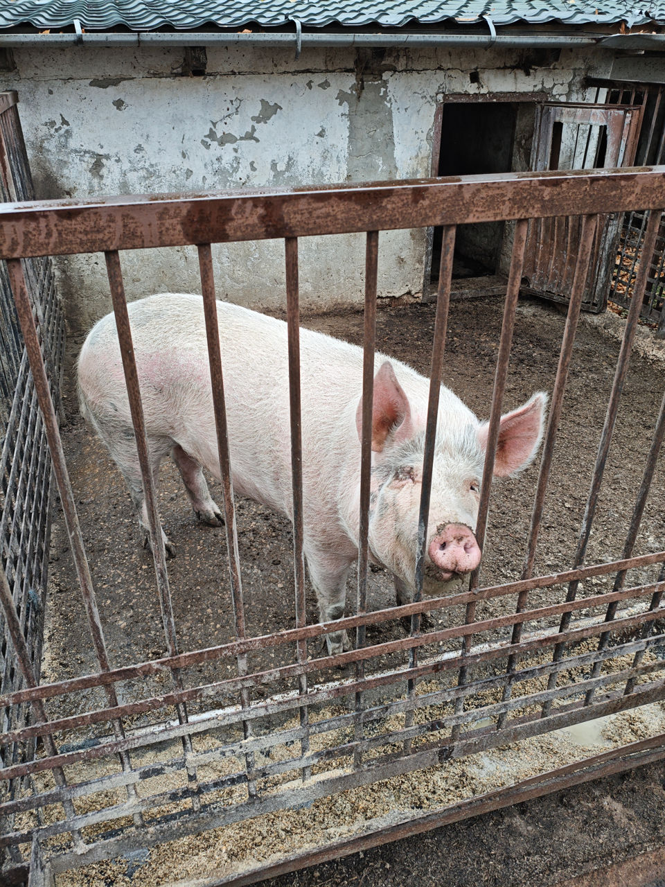 Se vinde Porc crescut în conditi de casă