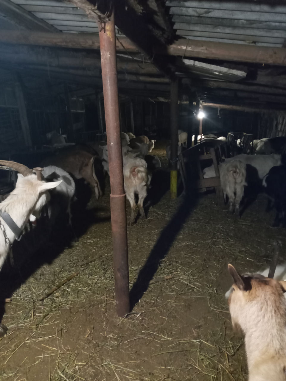 Vind 60 capre bune de lapte.