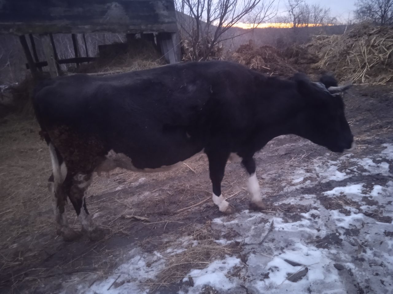 Vind vaca tînara nu-i de afata se mulge 5 litre pe zi