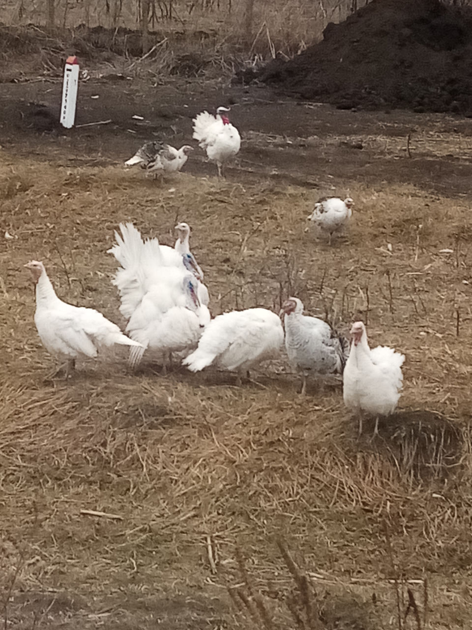 se vind curci și oua pentru clocit