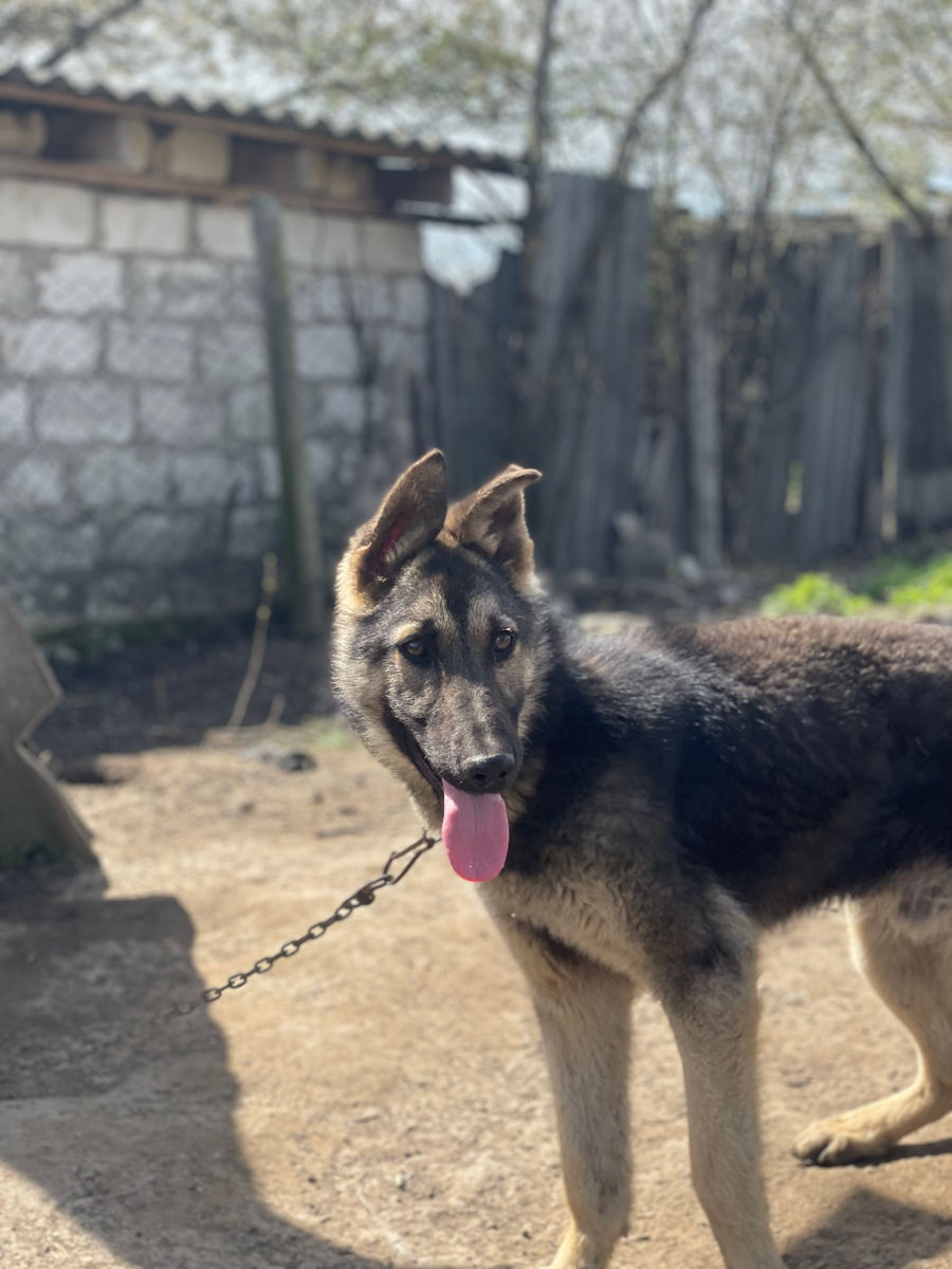 Cîine ciobănesc german