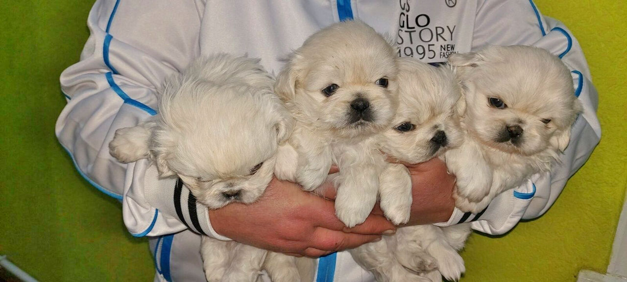 Pechinez imperiali jucausi, sănătosi aduc şi la comandă în toată Moldova