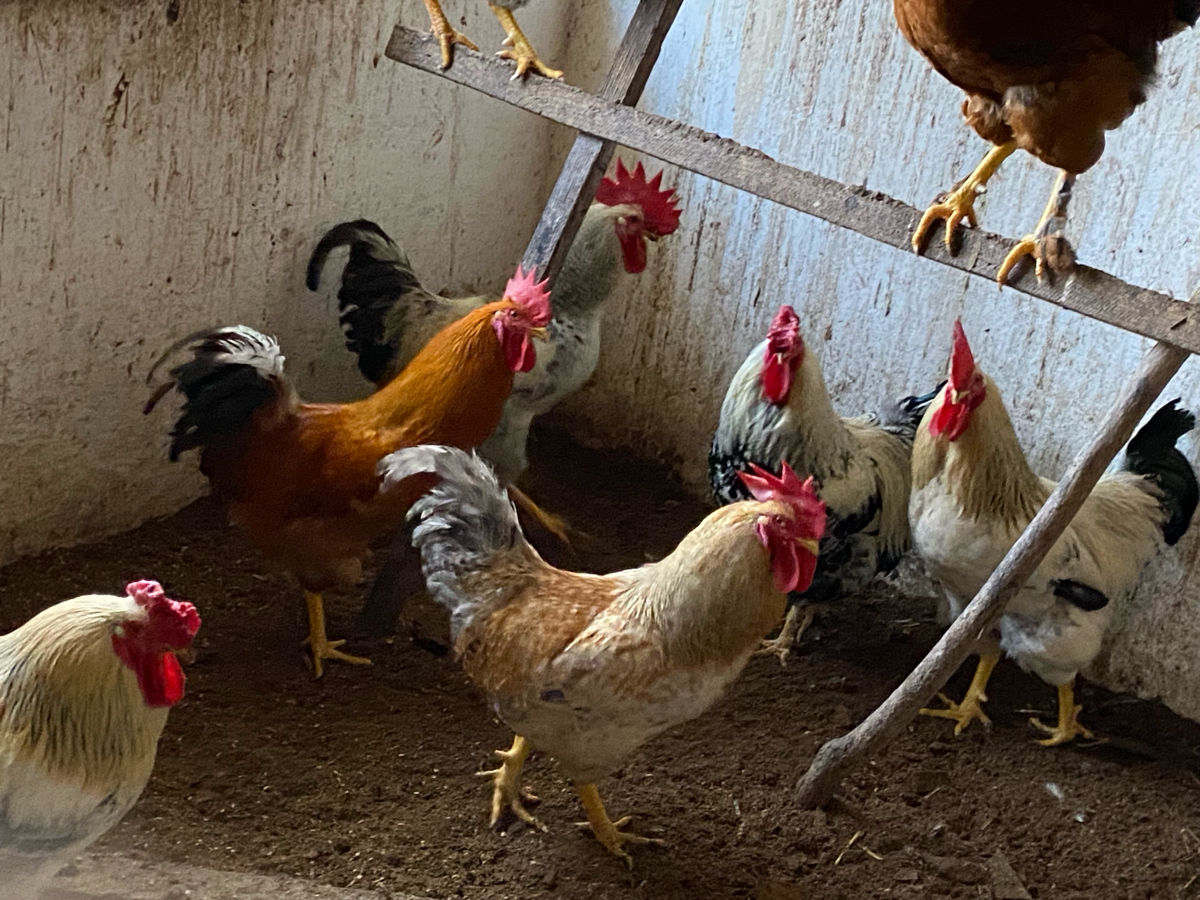 Продам петухи