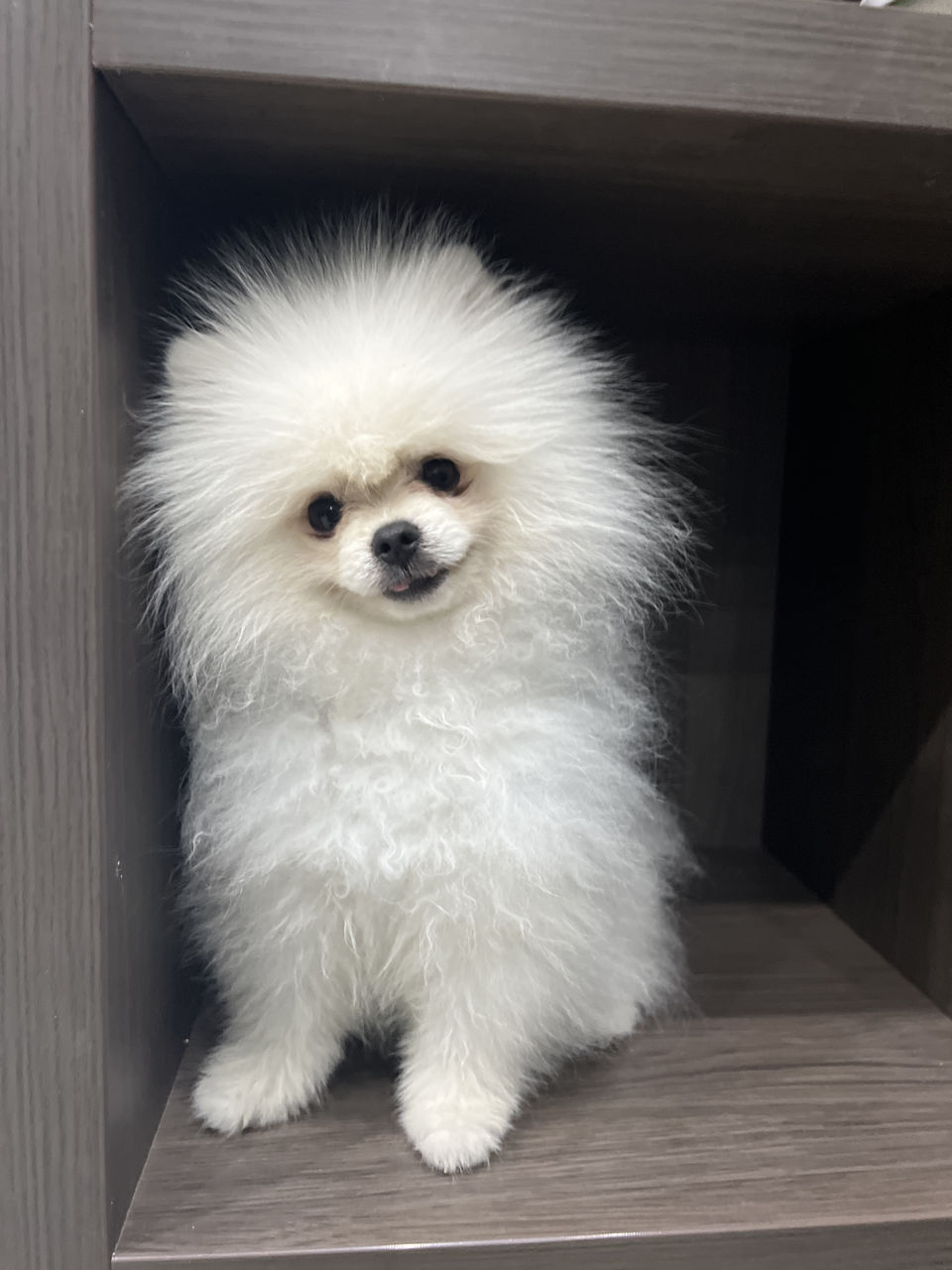 Mini Pomeranian spitz