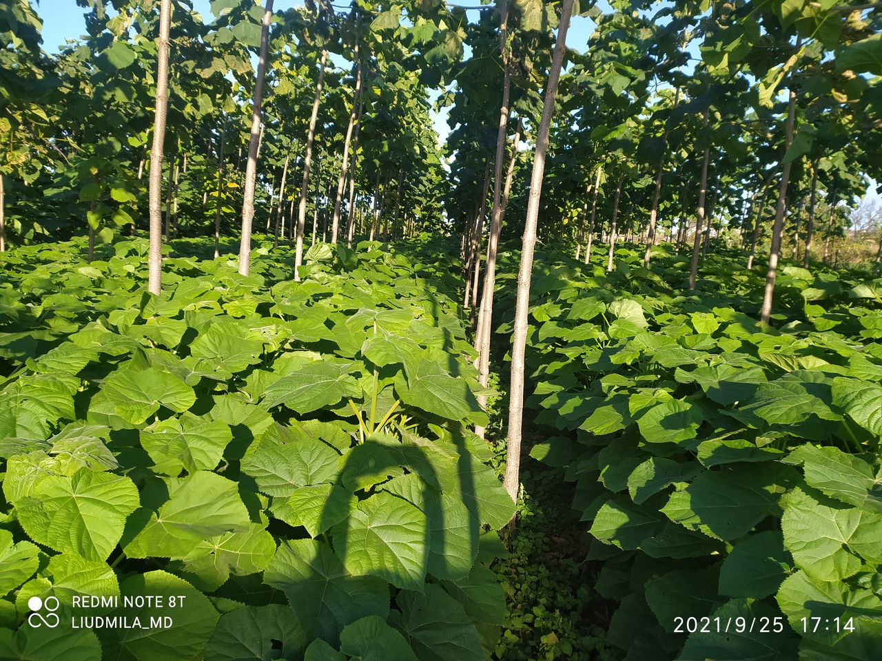 павловния, быстрорастущее дерево, Paulownia Tomentosa саженцы