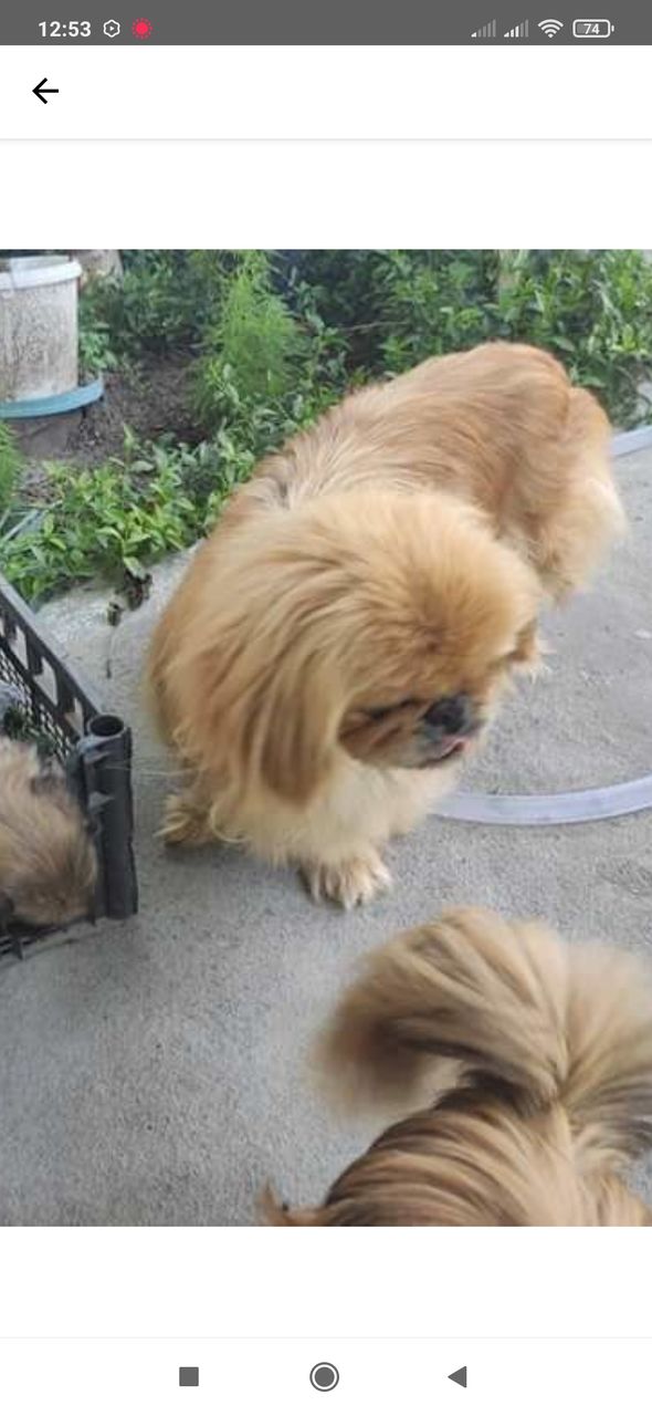 Pekinez fetita (Vadul Lui Voda)