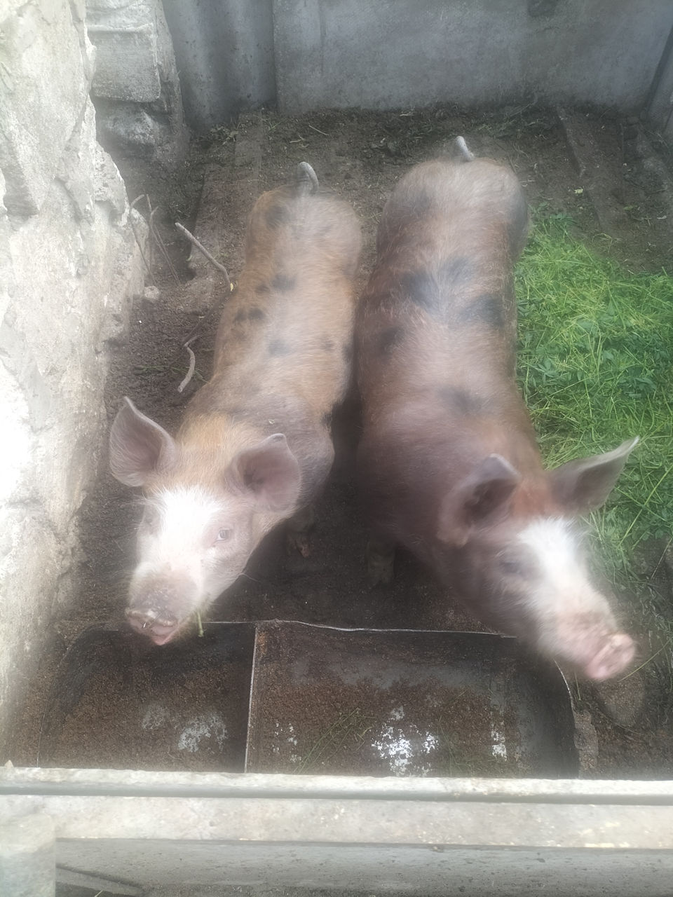 Se vinde porc de carne