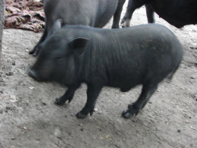 Vindem porci vietnameji de urjenta, plecam din tara