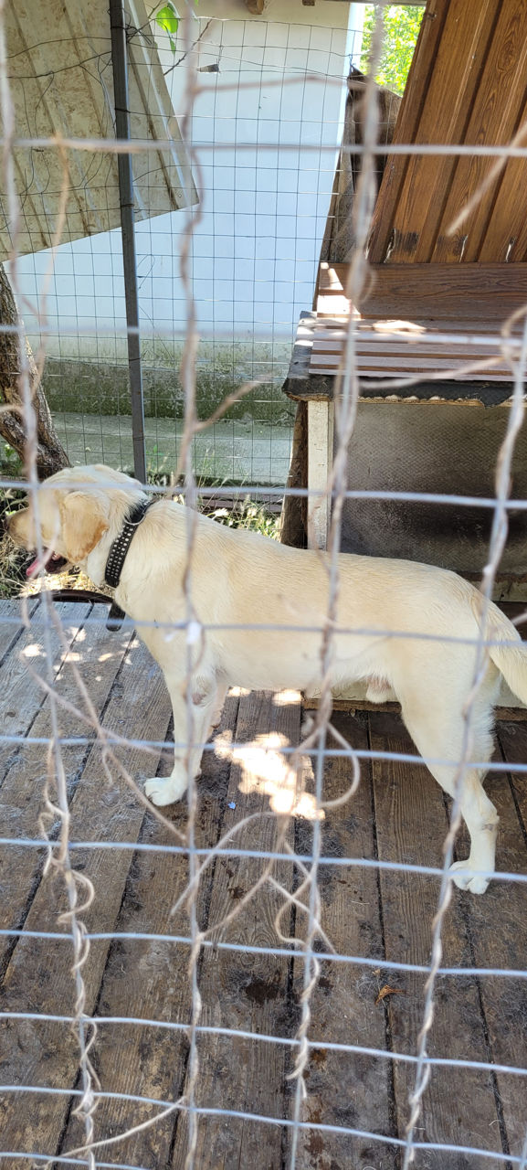 Vind Labrador Retriever Gold rasă pura cu acte si toate vaccinile.