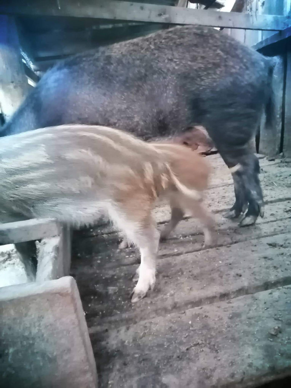 Vînd porci mistreț