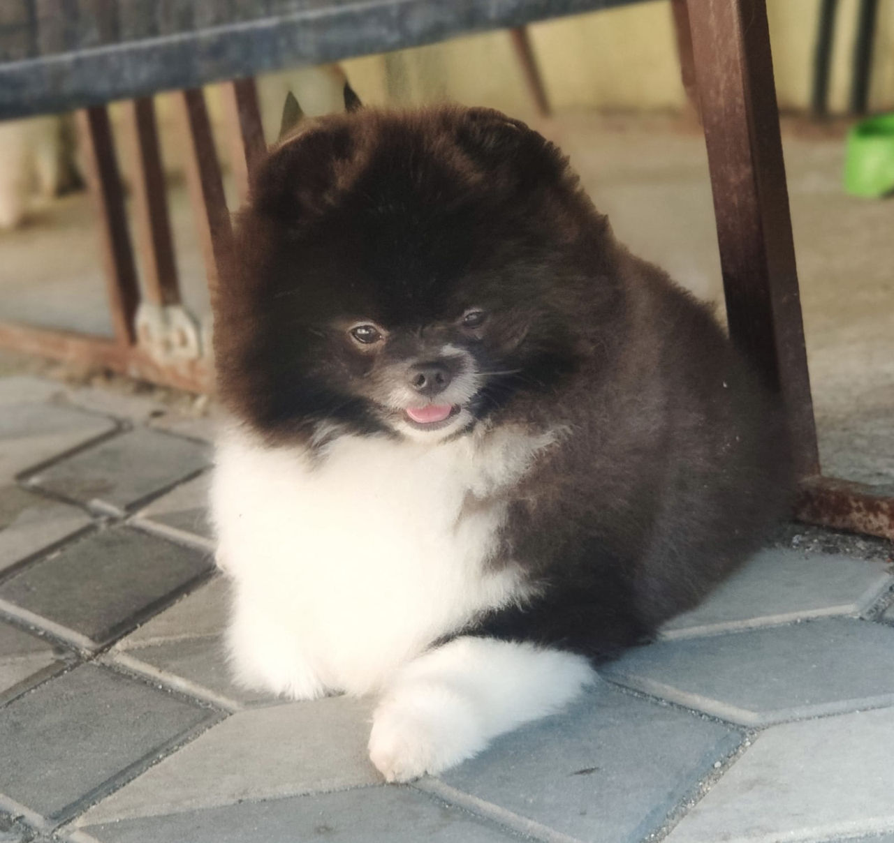 German Spitz toy