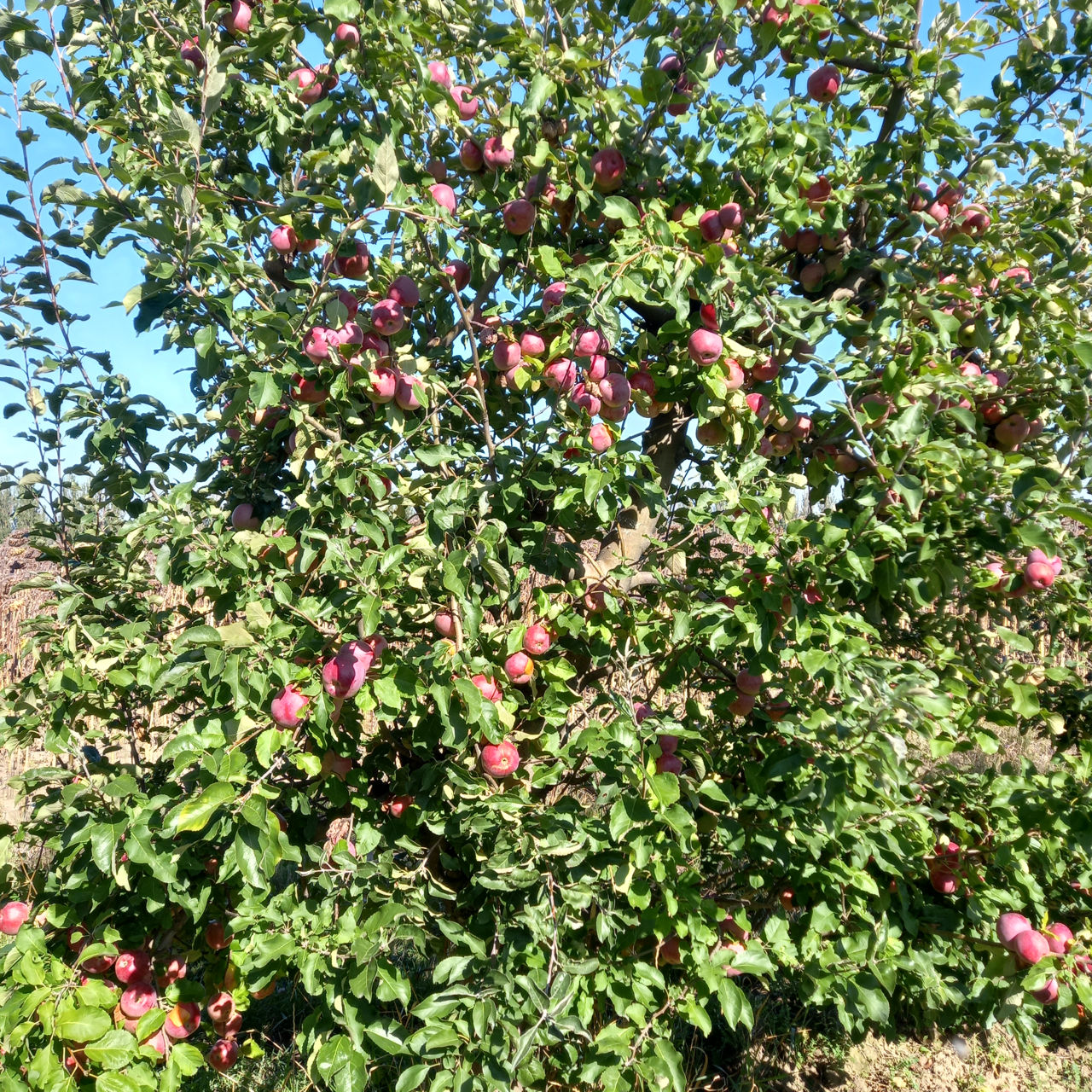 Mere Aidaret, Florina si Janagold.