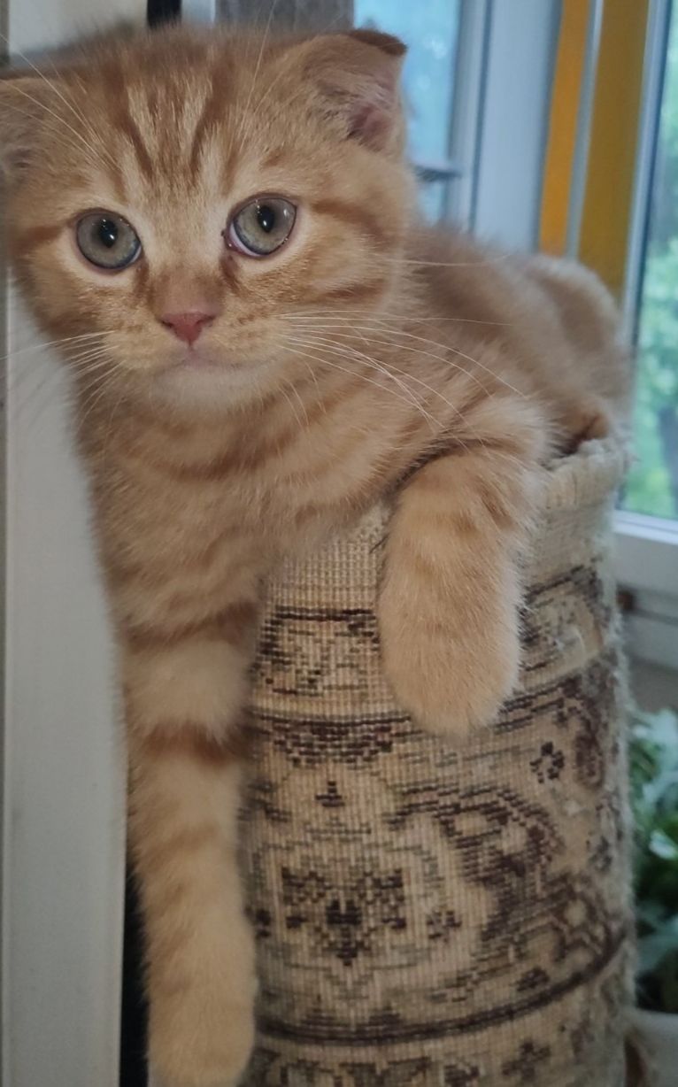 Рыжий скоттиш фолд