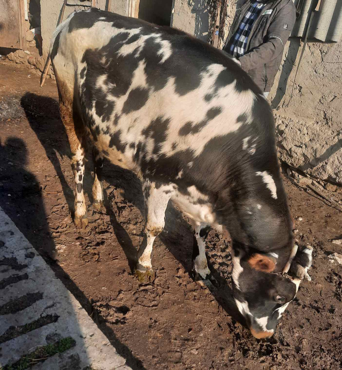 Se vinde Vaca si Vitica