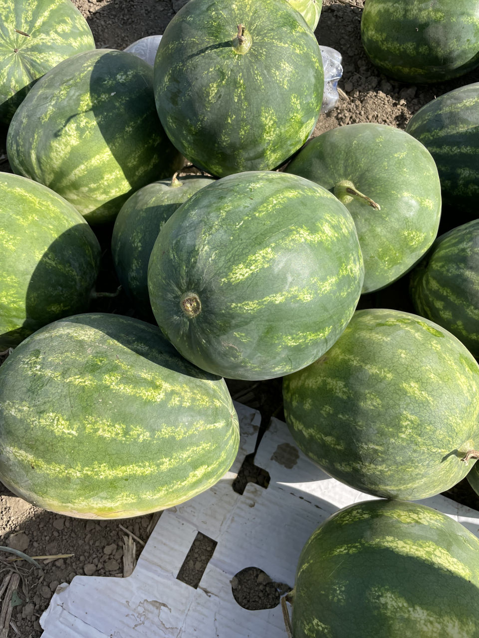 Vind harbuz marunt 2-4 kg ecologic