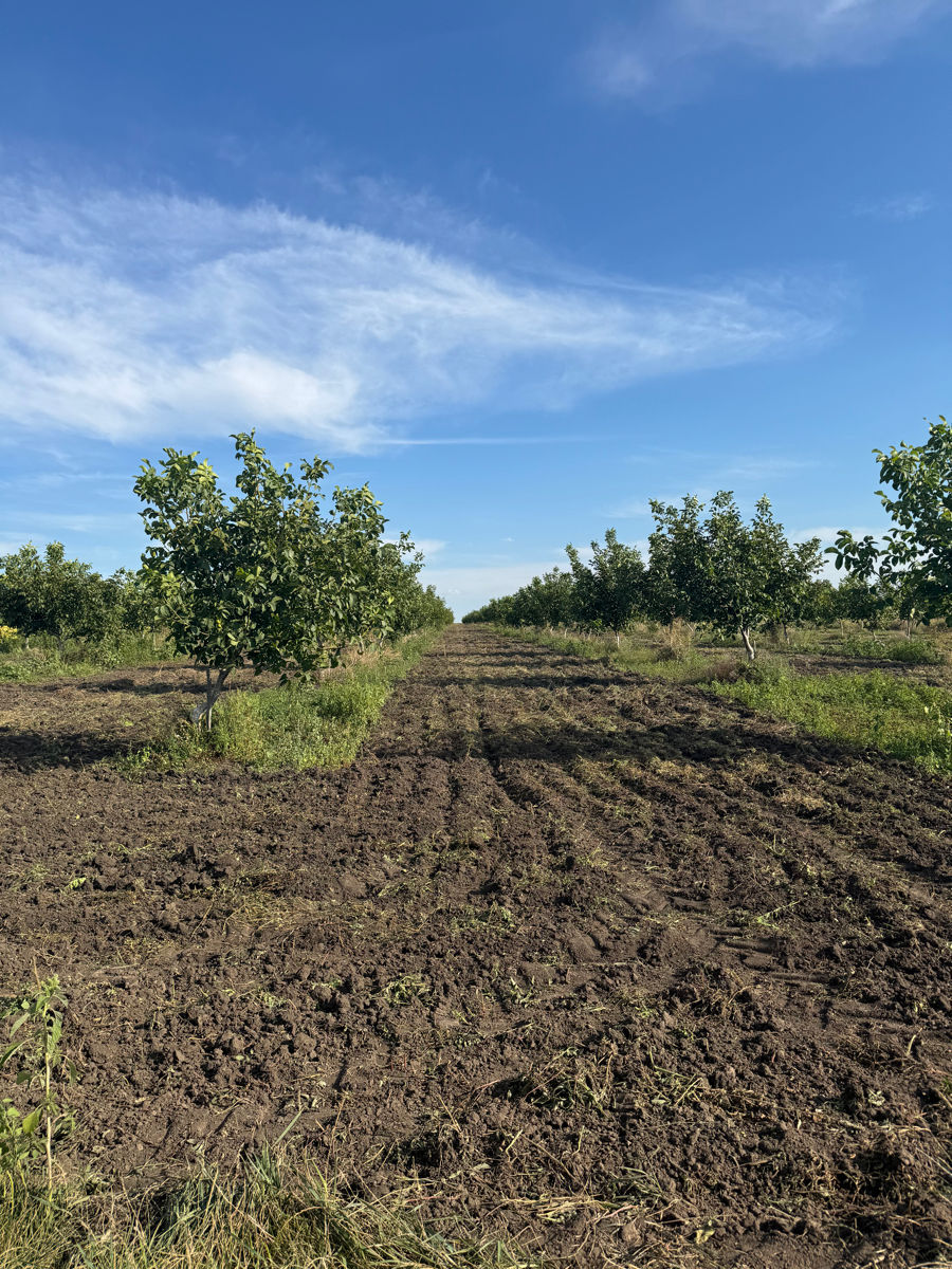 Livada cu nuci 10 H. Orașul Edineț