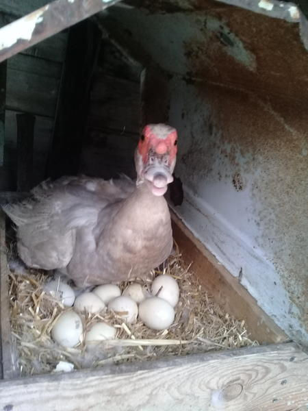 oua de rata muta p/u incubare-25 lei/buc