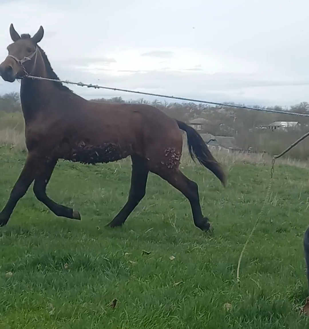 Se vinde minz de 11 luni