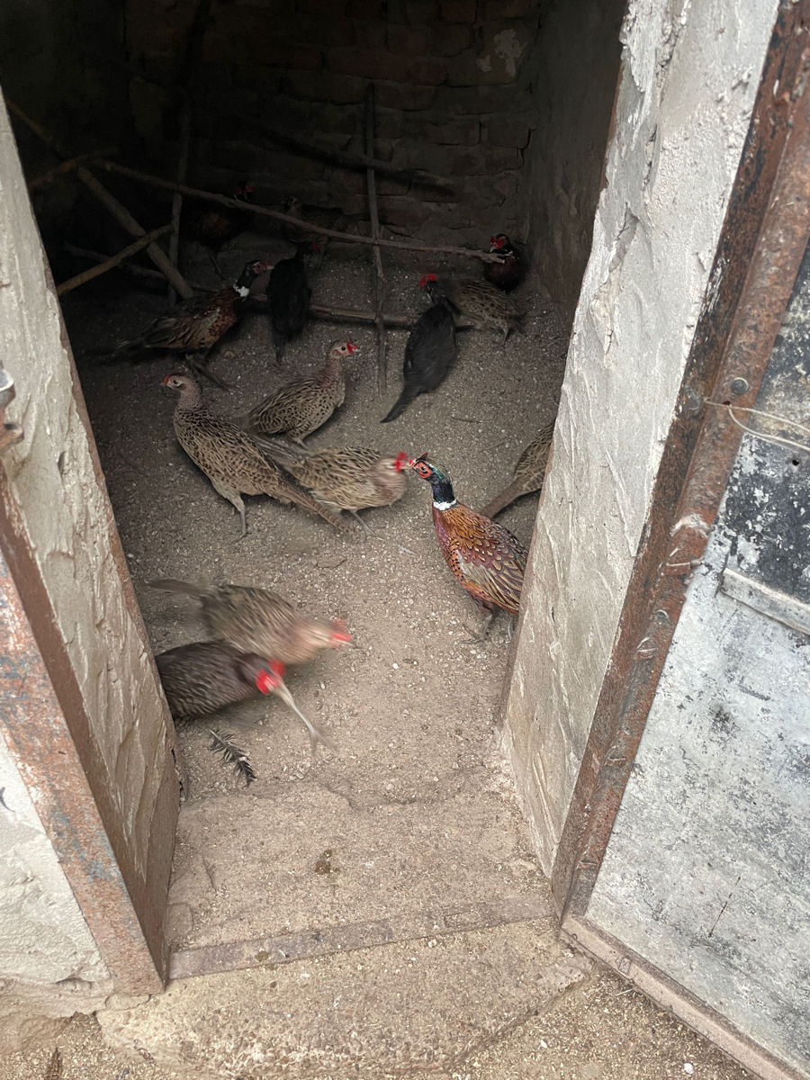 Vind fazani 350 lei bucata