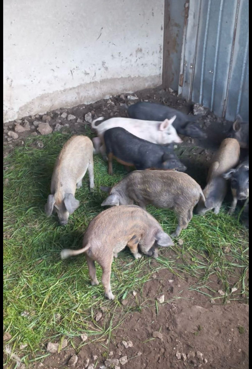 Vand porci, Chisinau