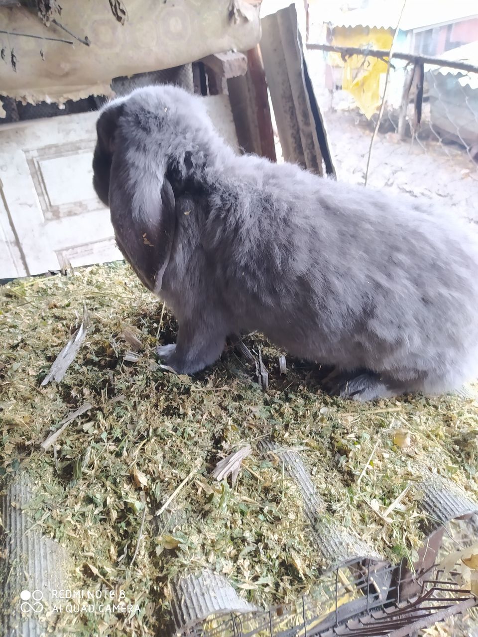 Vind iepuroaica berbec german de afata