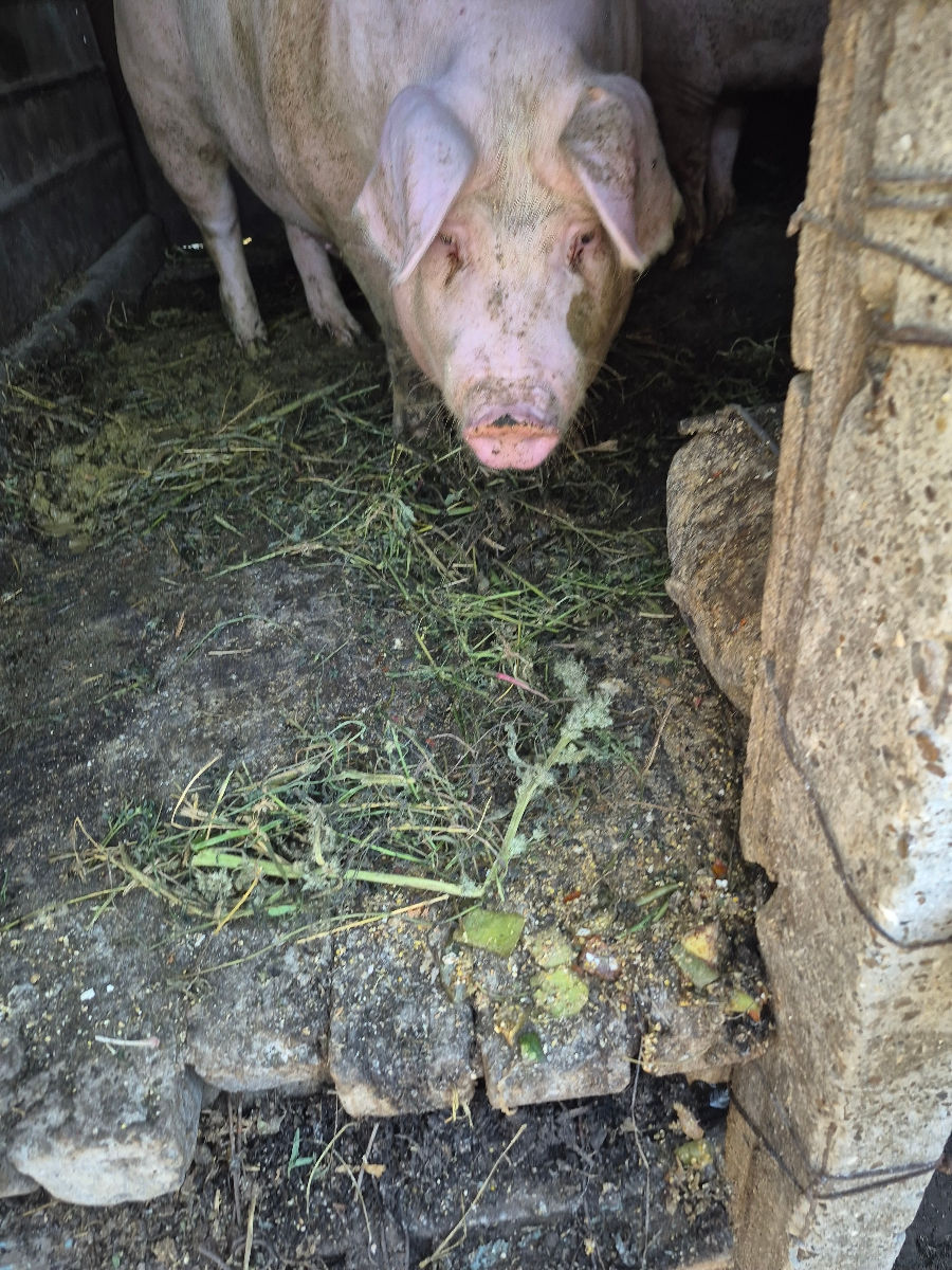 Porc