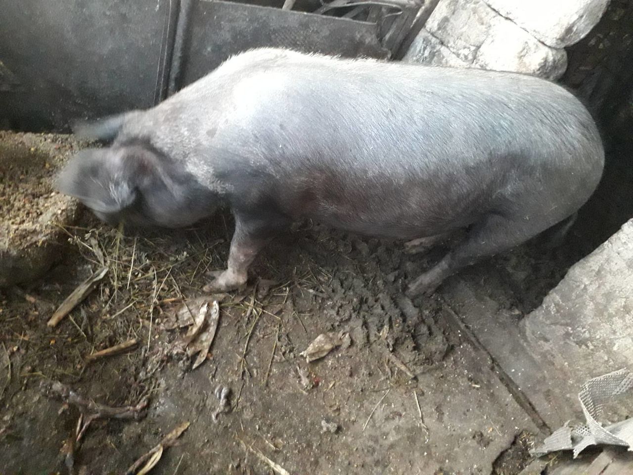 Porc