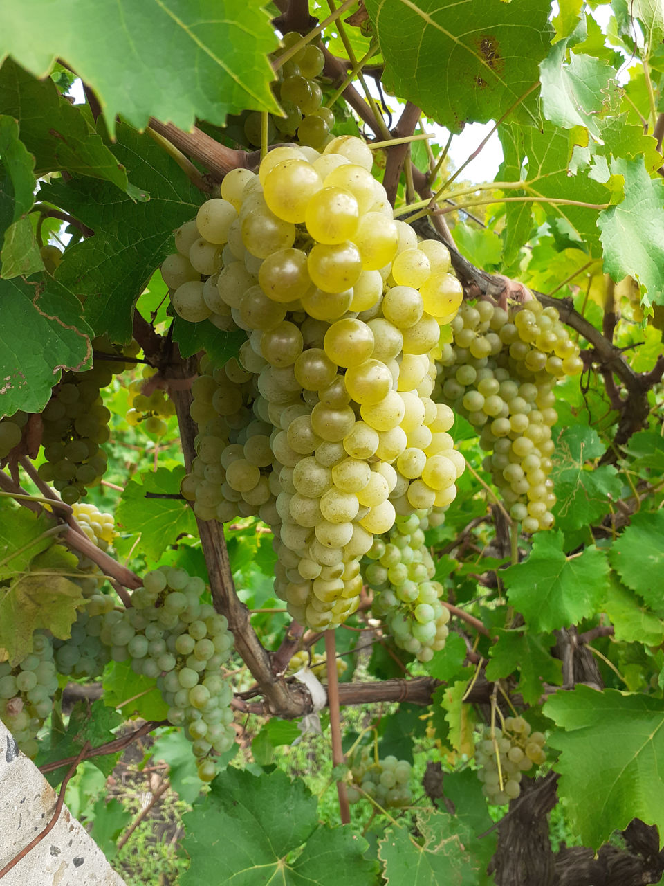 Poama Alba Savinion + LIVRARE