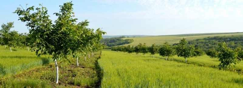 Vînd livada de nuci