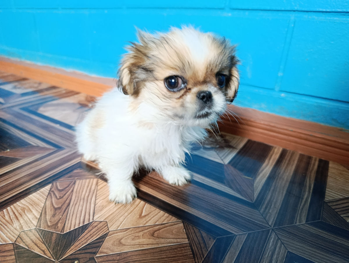 Vind o femela pichinez