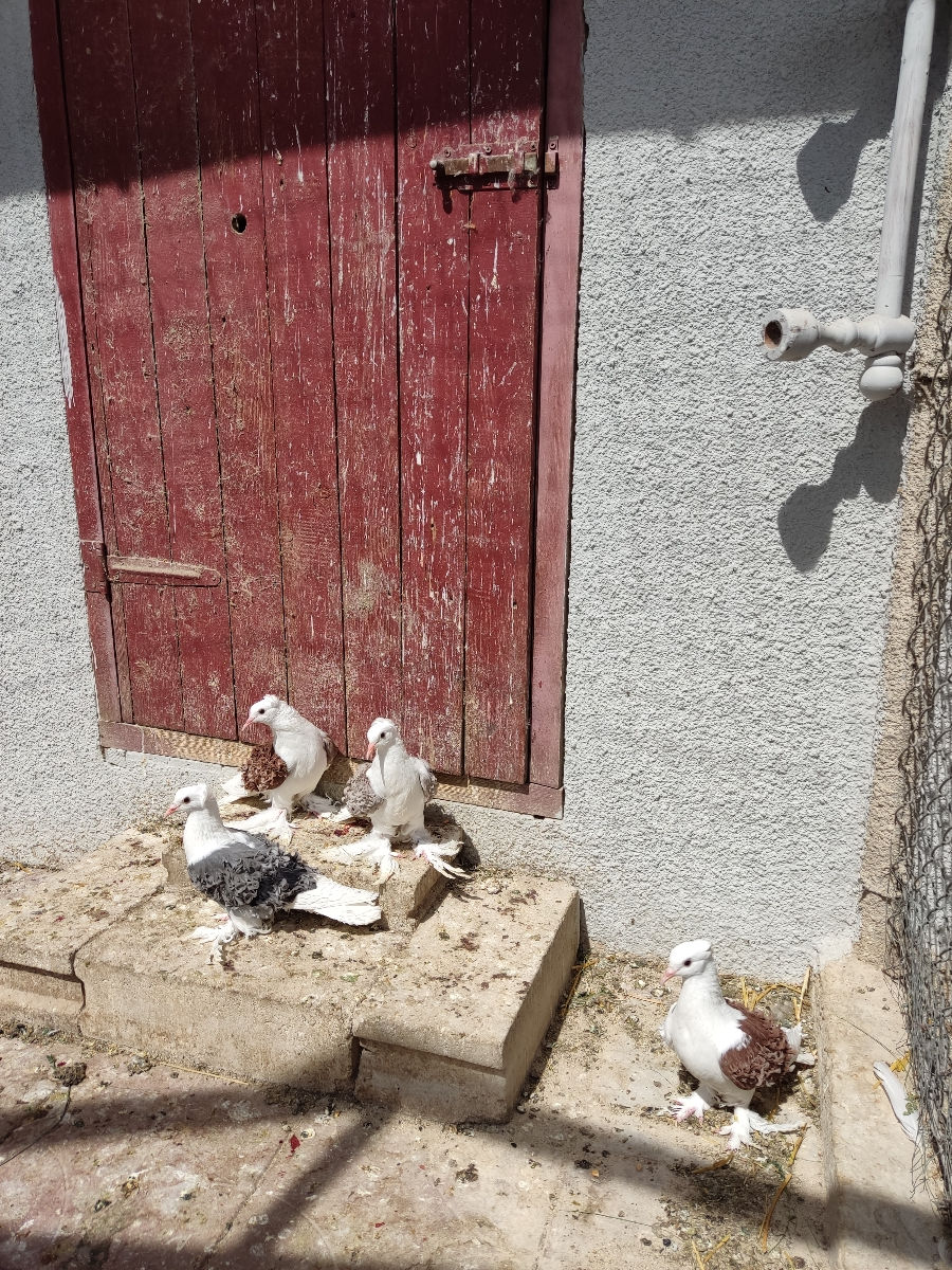 Porumbei diferite rase