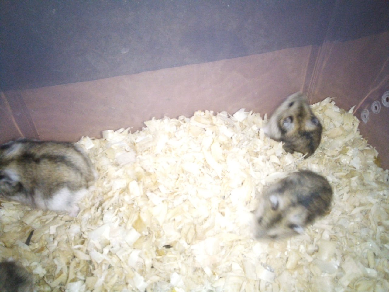 Хомячки. Кагул.