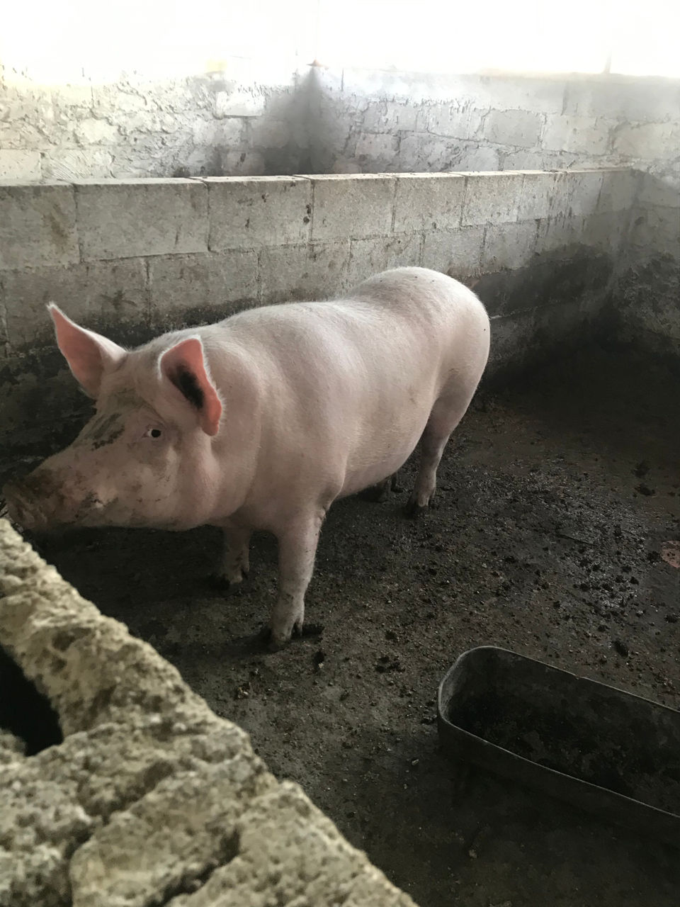 Vand porc crescut in condiții de casa