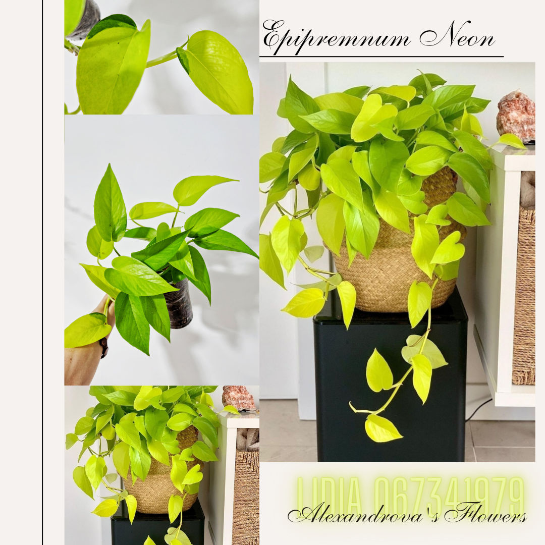 Plante de camera комнатные растения