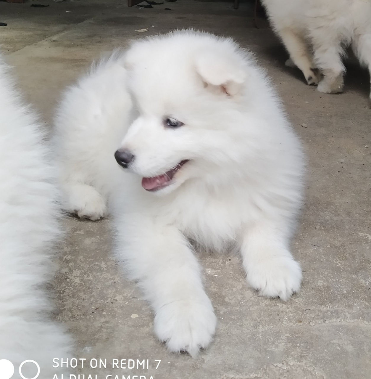 Продаю щенков Самоеда