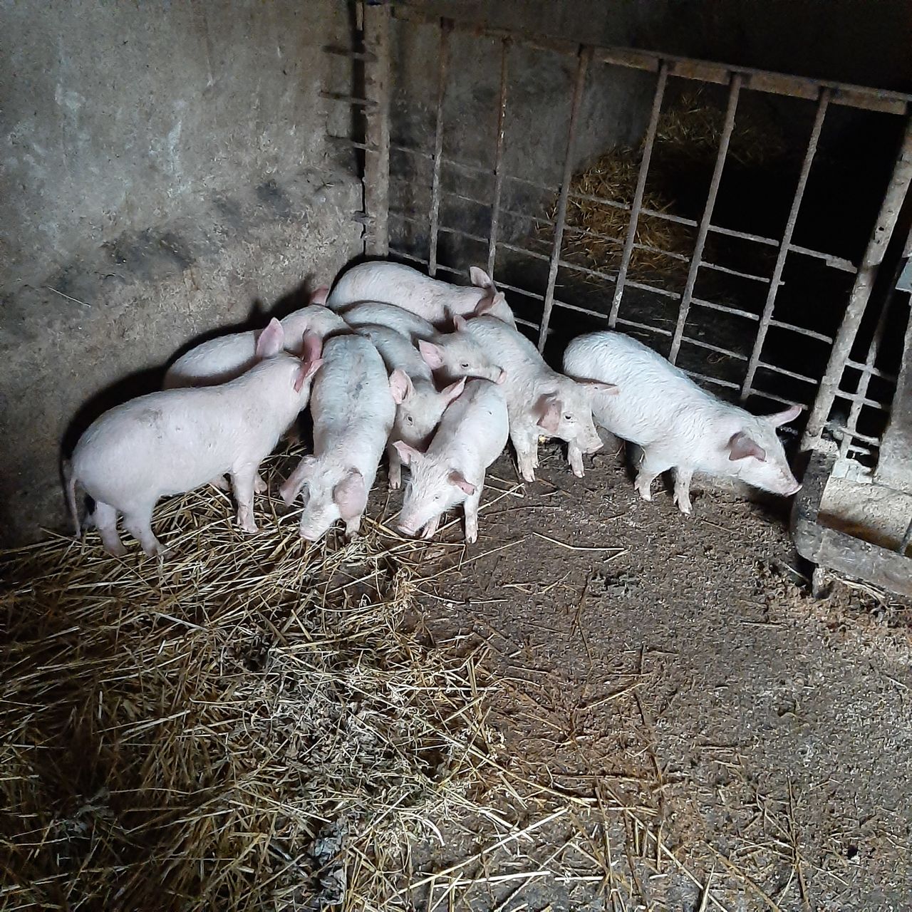 Purcei,scrofite la crestere