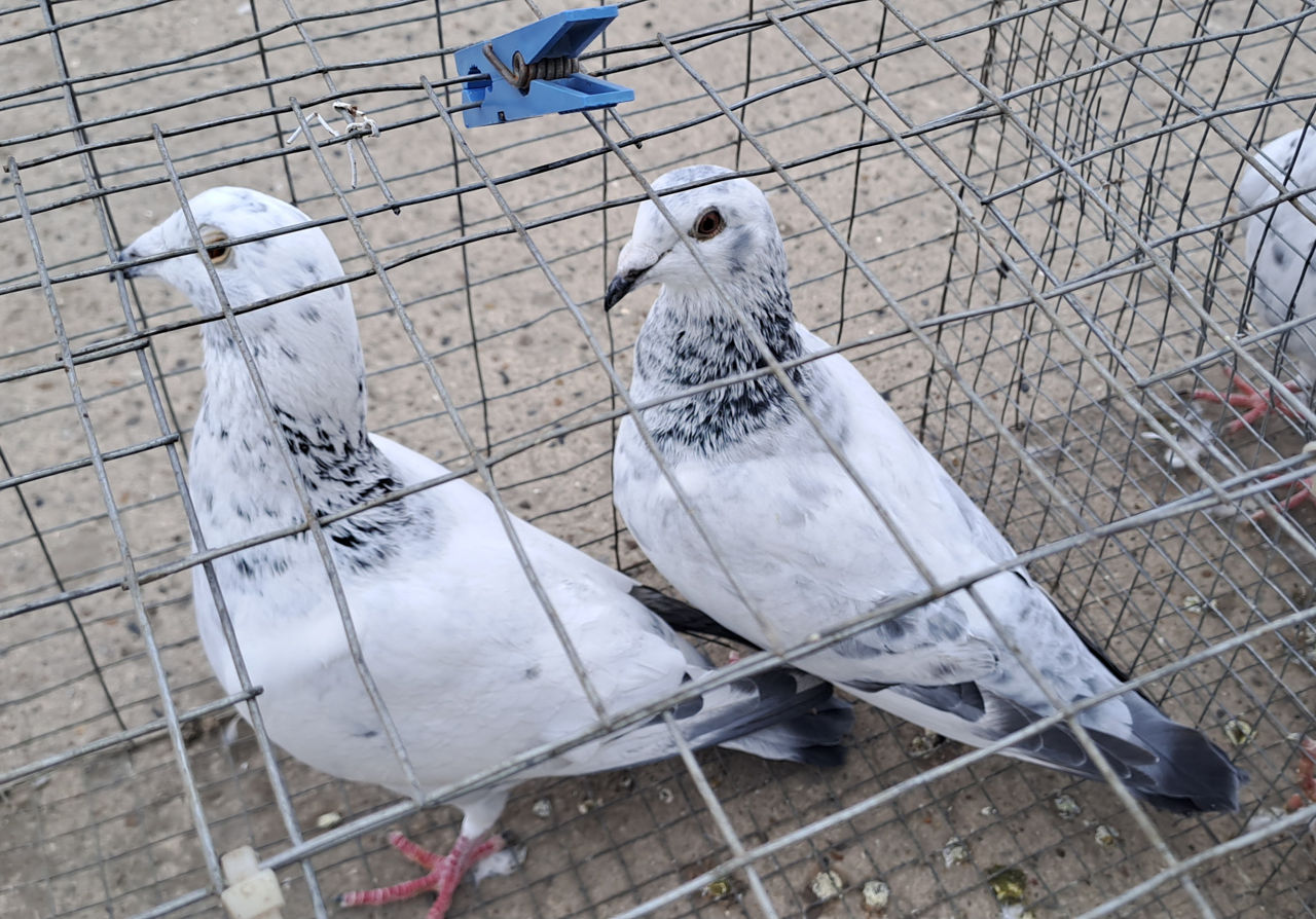 Porumbei Voiajori