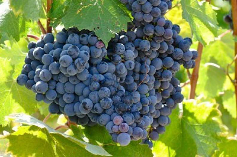 Vind vin de casa din poama Moldova de vin ,am și Lidia