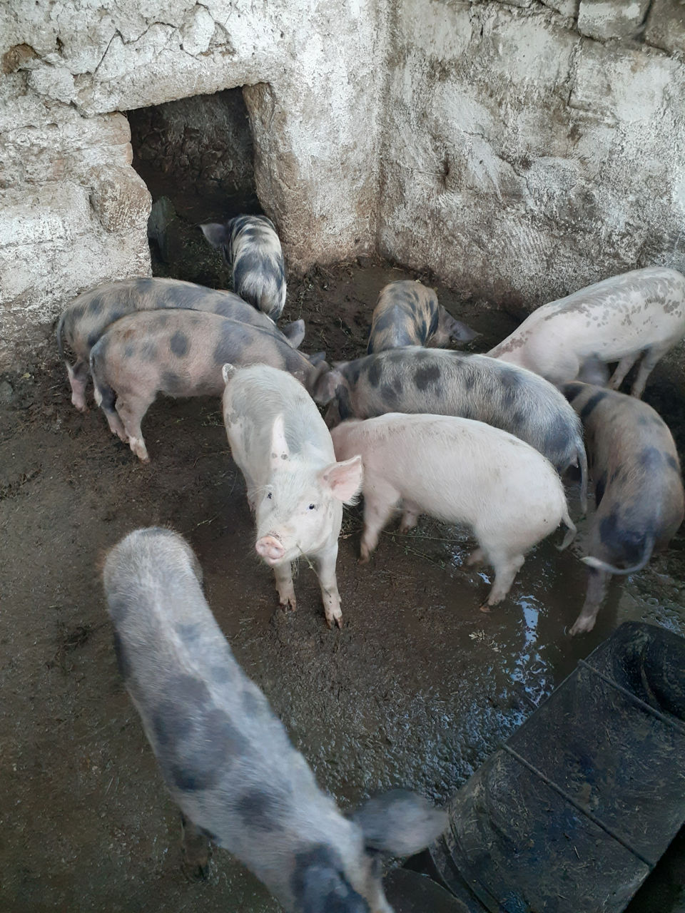 Porci mici și o poarcă mare