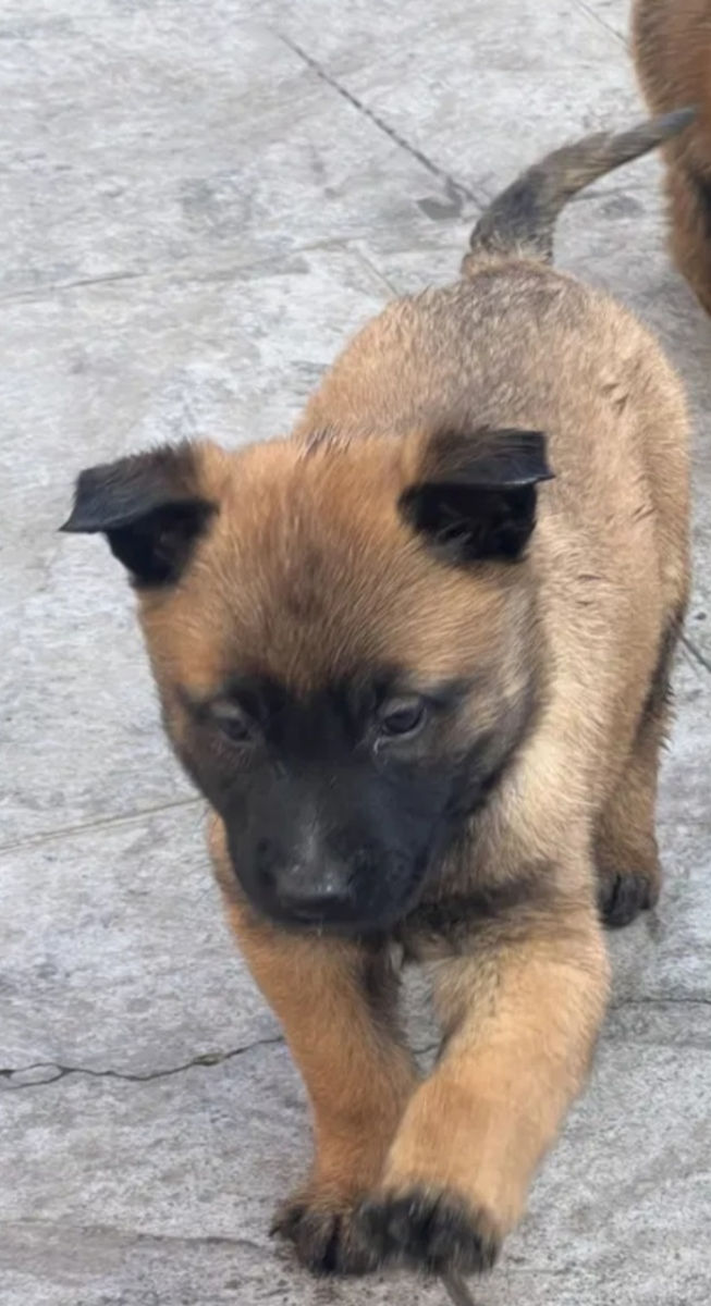 Ciobănesc belgian malinua