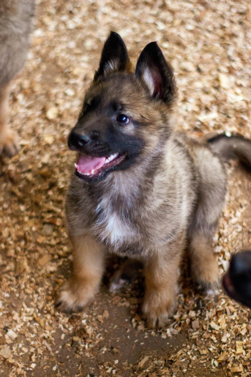 Belgian (Malinua , K-9)