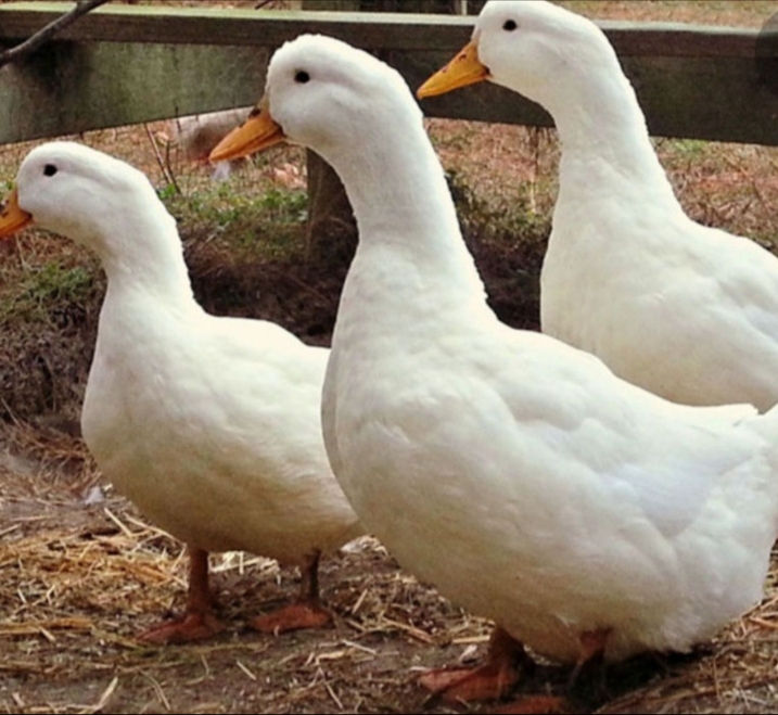 Oua de rata Утка-Гусь