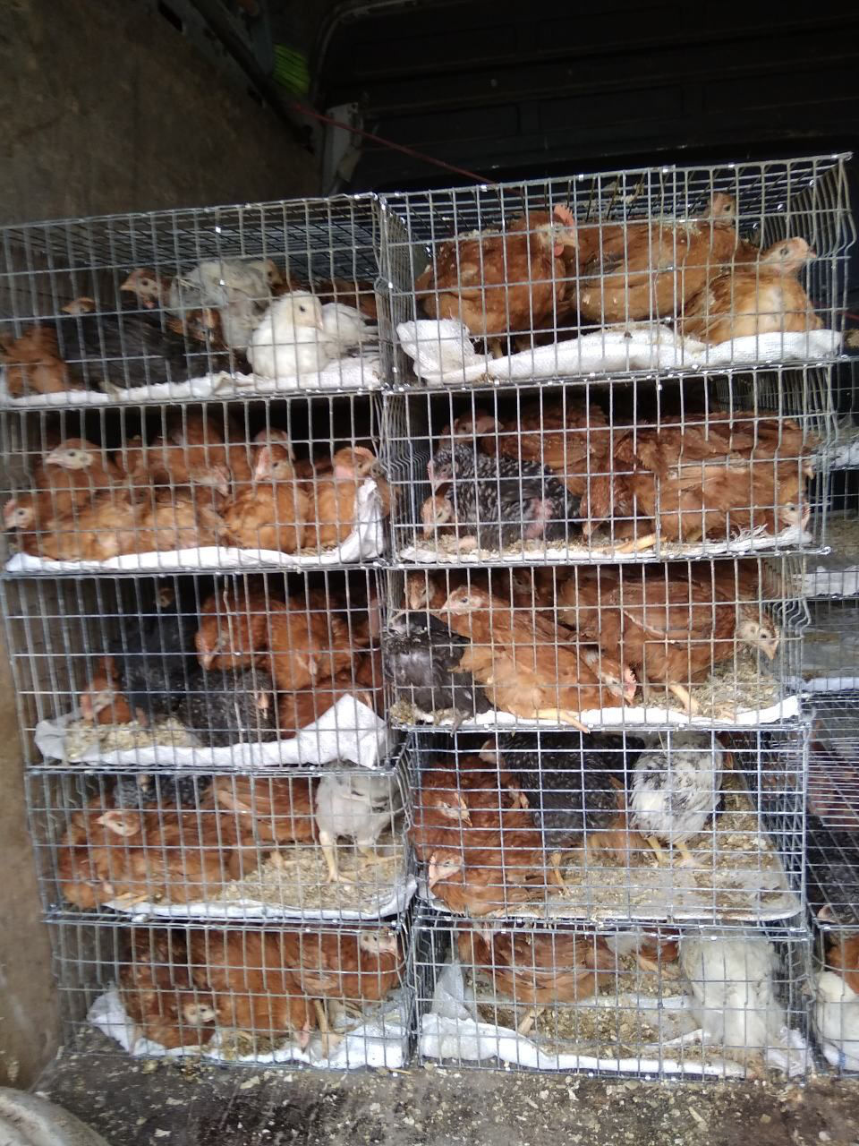 Pentru gaini,pui,rate,epuri,nutri,prepelite,epuri