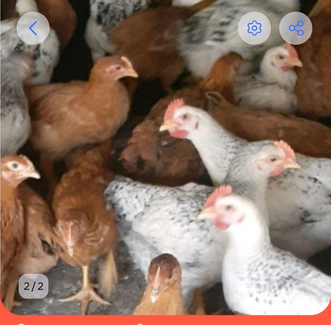 Pui Cabir Cea mai buna rasa de gaini din Moldova.rasa mascata de carne ...