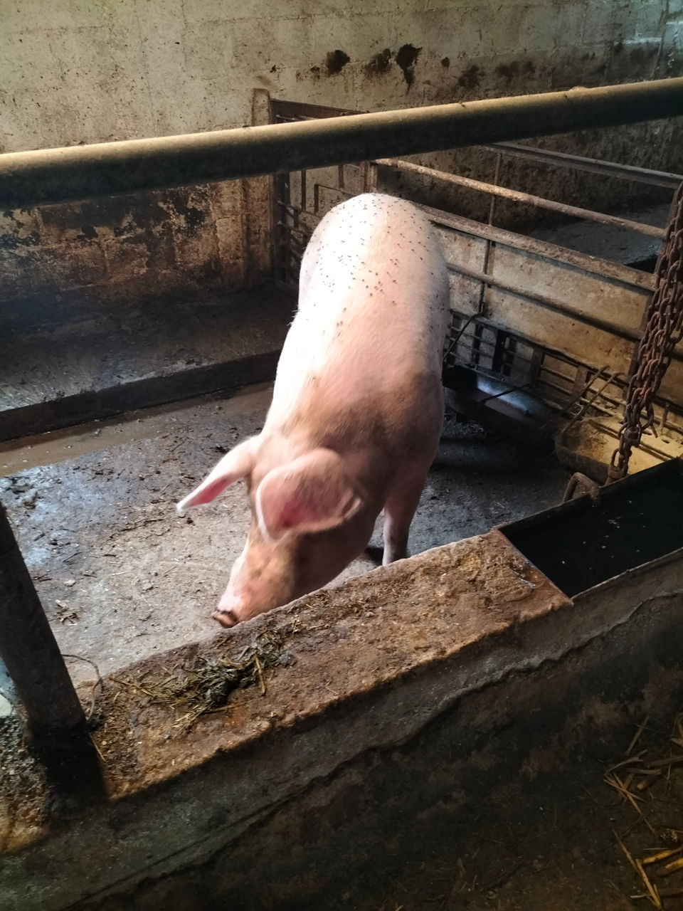 Purcei de casă crescuți în condiții bune 140-160kg